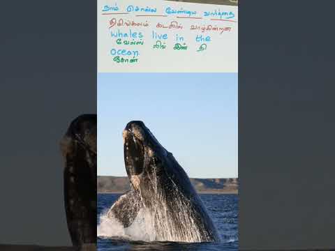 Whales 🐋 | A Prasanth English Learning TV No 625 #english #trends #shortsfeed #viral #shortsviral