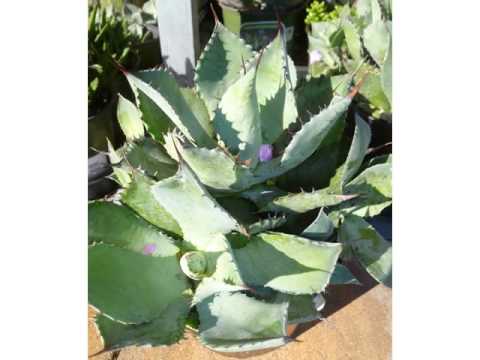 Plants of the Yards of South West Florida (Plants starting with the Letter c)