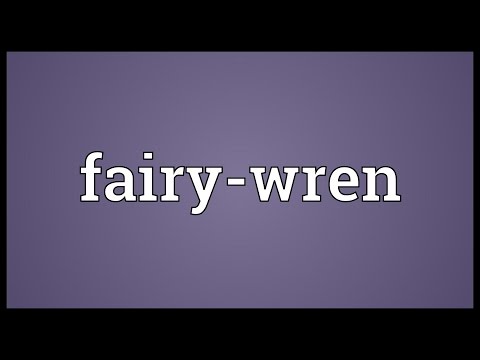 Fairy-wren Meaning