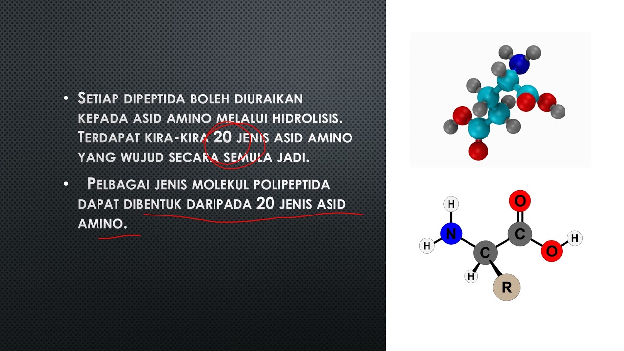 BIOLOGI TINGKATAN 4 : 4.3 PROTEIN