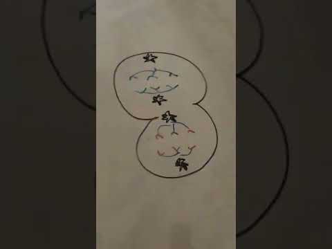 Anaphase 2: IB Bio Meiosis Project