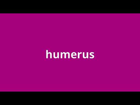 what is the meaning of humerus