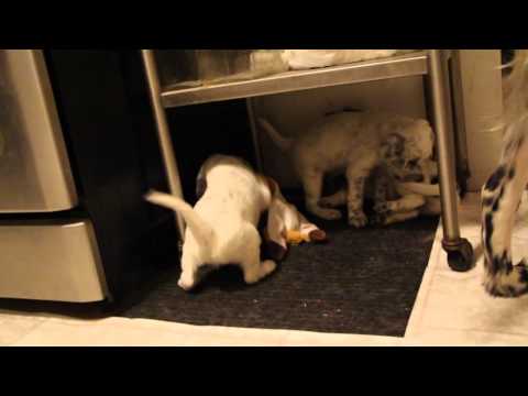 Llewellin setter puppies enjoying their evening – PAINT RIVER SETTERS