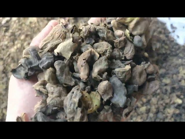 Herbal Gum And Resin - Ayurvedic Godanti Resin Manufacturer from Neemuch