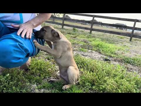 Dog for adoption - Stymie Little Rascal, a Labrador Retriever & Pit ...