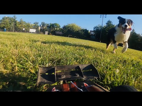 *AGGRESSIVE* Australian Shepherd vs. RC Car (1080p 60fps)