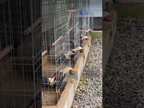 VISIT GAME FARM TATARO | SUBSCRIBE | #gamefowl #gamefowls #breeder #shorts #short