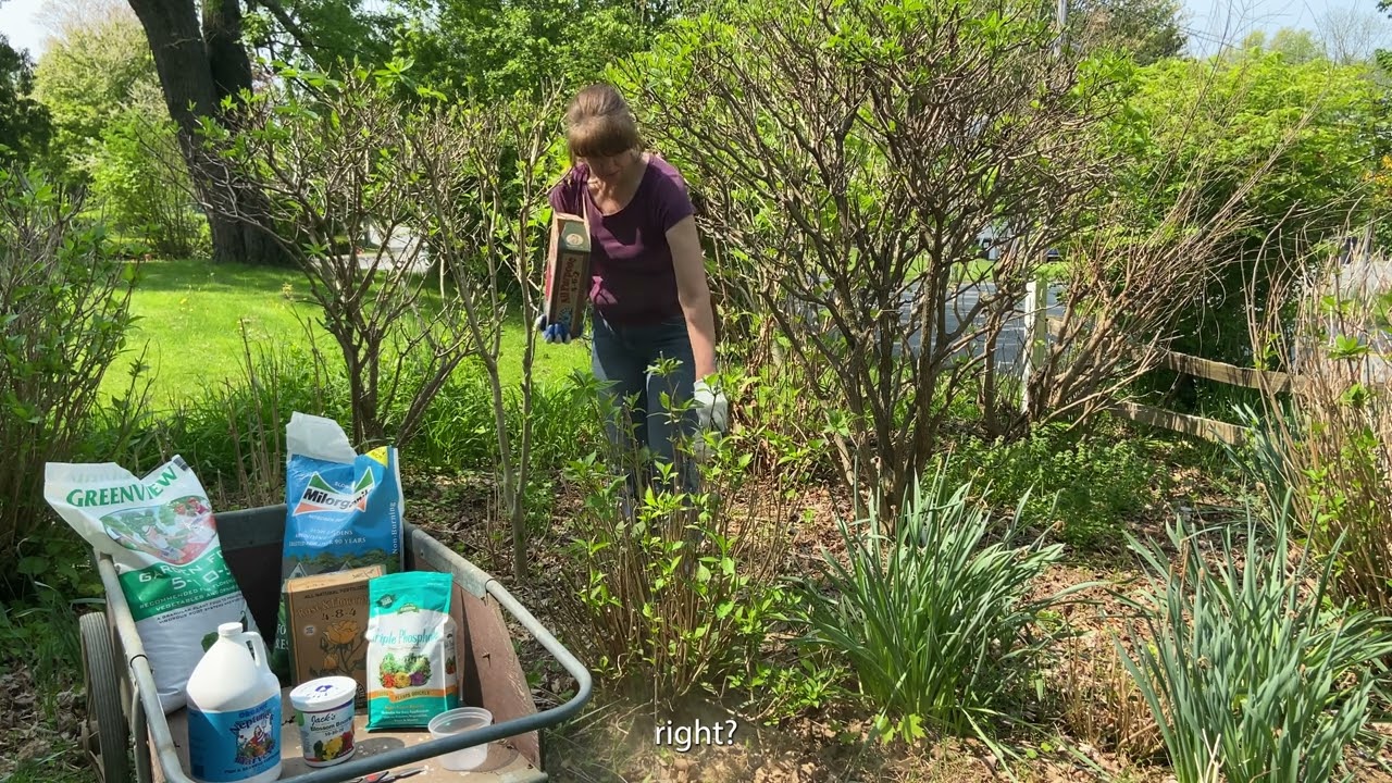 How to Fertilize Big Leaf Hydrangeas