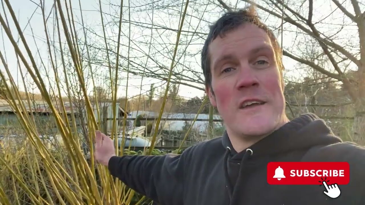 #Growing golden #willow