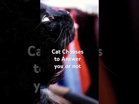The Mind-Blowing Truth About Cats Knowing Their Names! #cat names # nickname