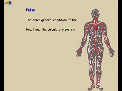 What does our pulse rate indicate?