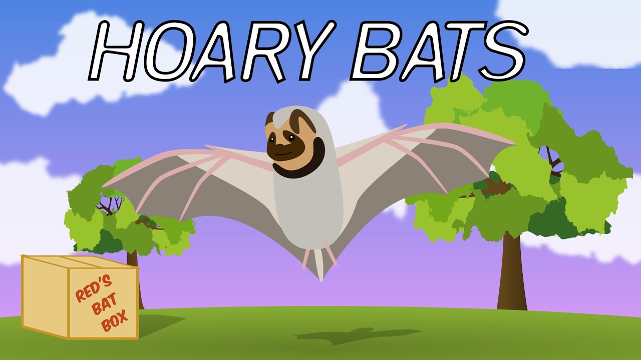 Bat Box: Hoary Bats