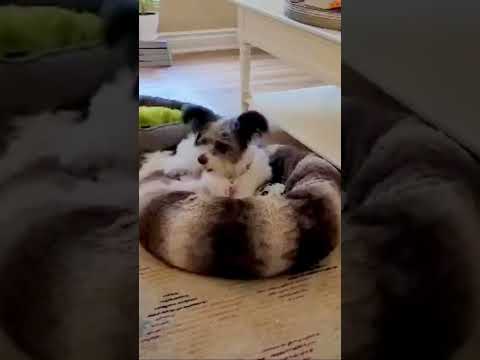 Pepe (Black & White pup) is available for adoption through in OR and WA💙 #furfriendsanimalrescueinc