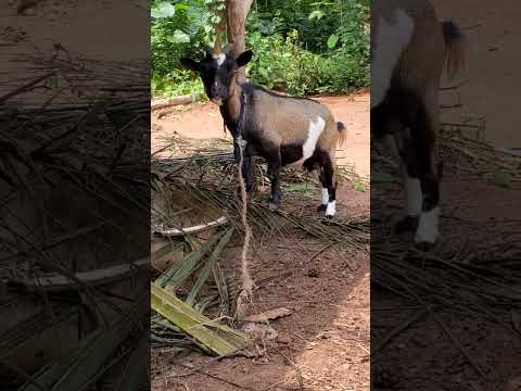 The Igbo Nanny Goat ๐ .The goat is very big๐ณ๐ณ #shorts #viral #villagelife #igbo #animals #african.