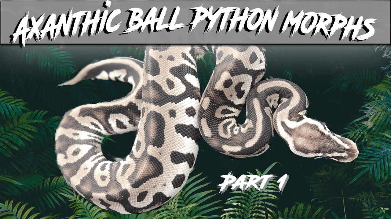 Axanthic Ball Python Morph Combos Part 1 |  Axanthic (VPI) | Axanthic (MJ) | Jack's Reptiles