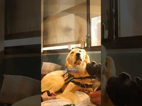 The Impact of Emotional Support K9s #police #k9security #policedog #ESA #emotionalsupportdog
