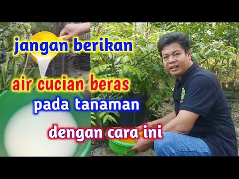 6 Hal Yang Harus Dihindari Dalam Pemberian Air Cucian Beras Pada Tanaman