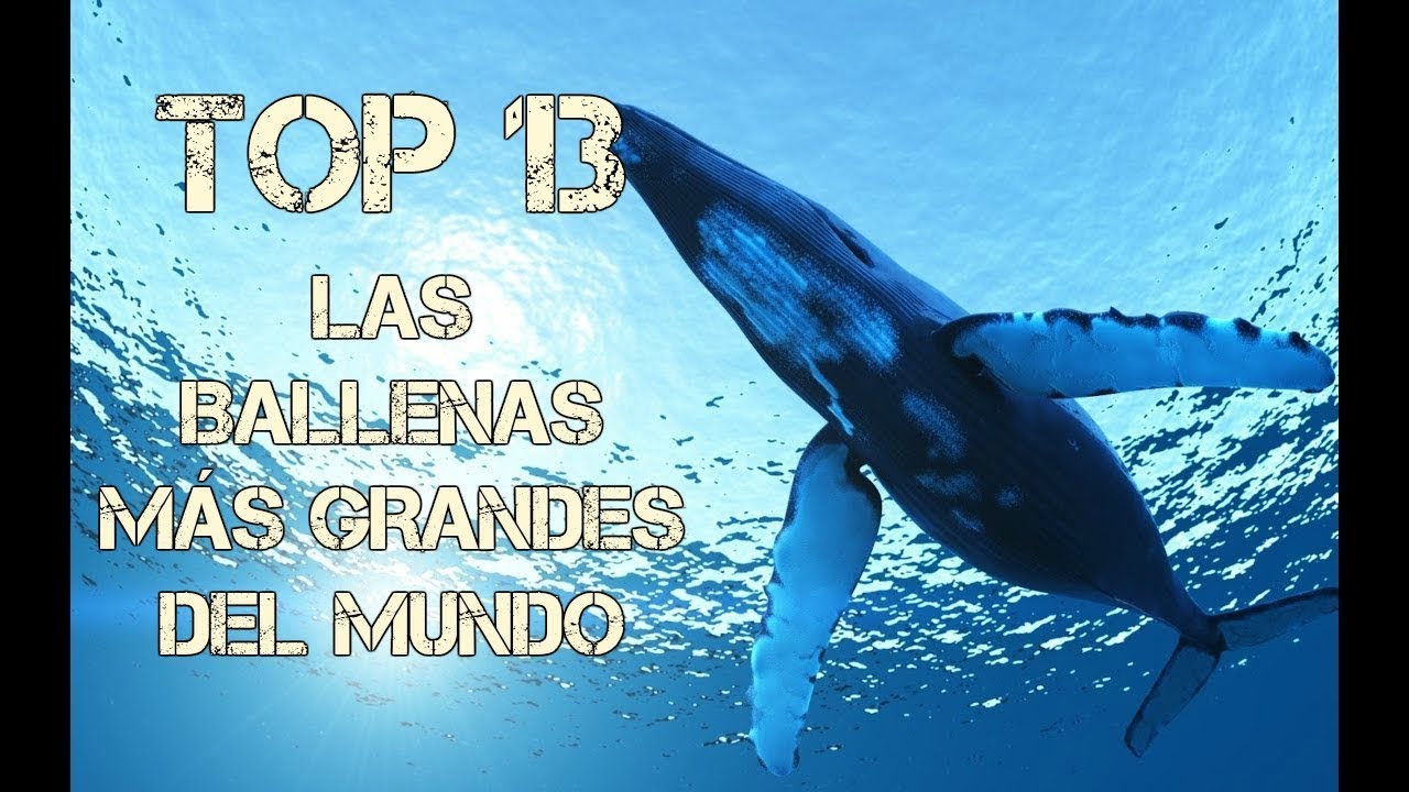 TOP 13 || LAS ESPECIES DE BALLENA MÁS GRANDES DEL MUNDO