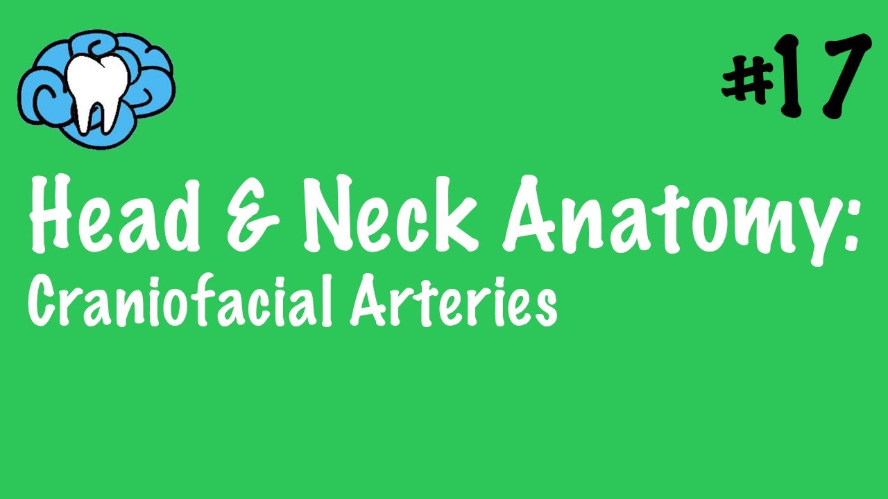 Head & Neck Anatomy | Craniofacial Arteries | INBDE