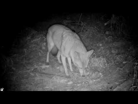 Coyote Caching and Burying Behavior | Coyote Yipps
