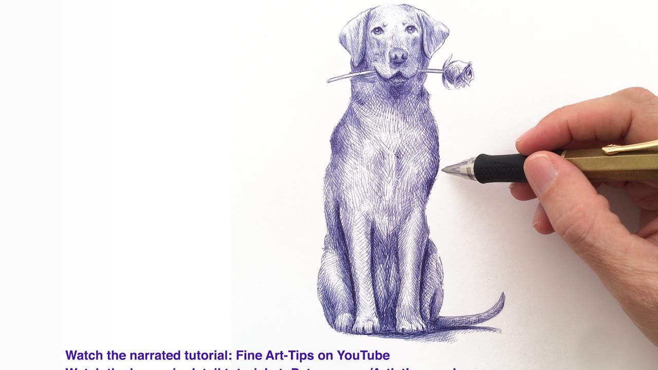 Drawing a Labrador Retriever - Time Lapse