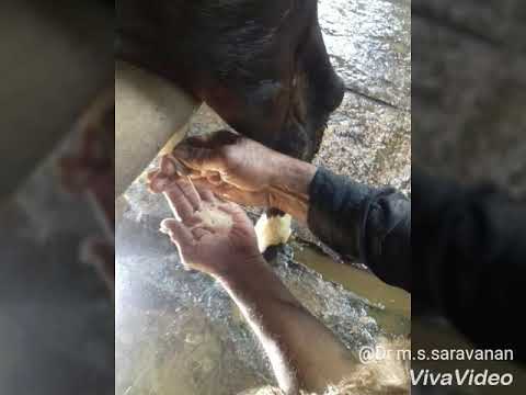 Dry cow Matitis