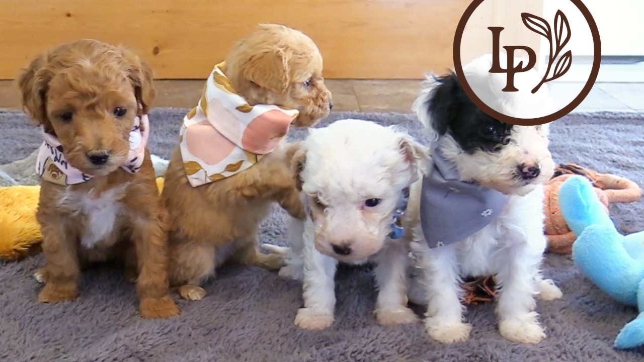 Meet Pearl's F1bb Mini Sheepadoodle Puppies! - The 