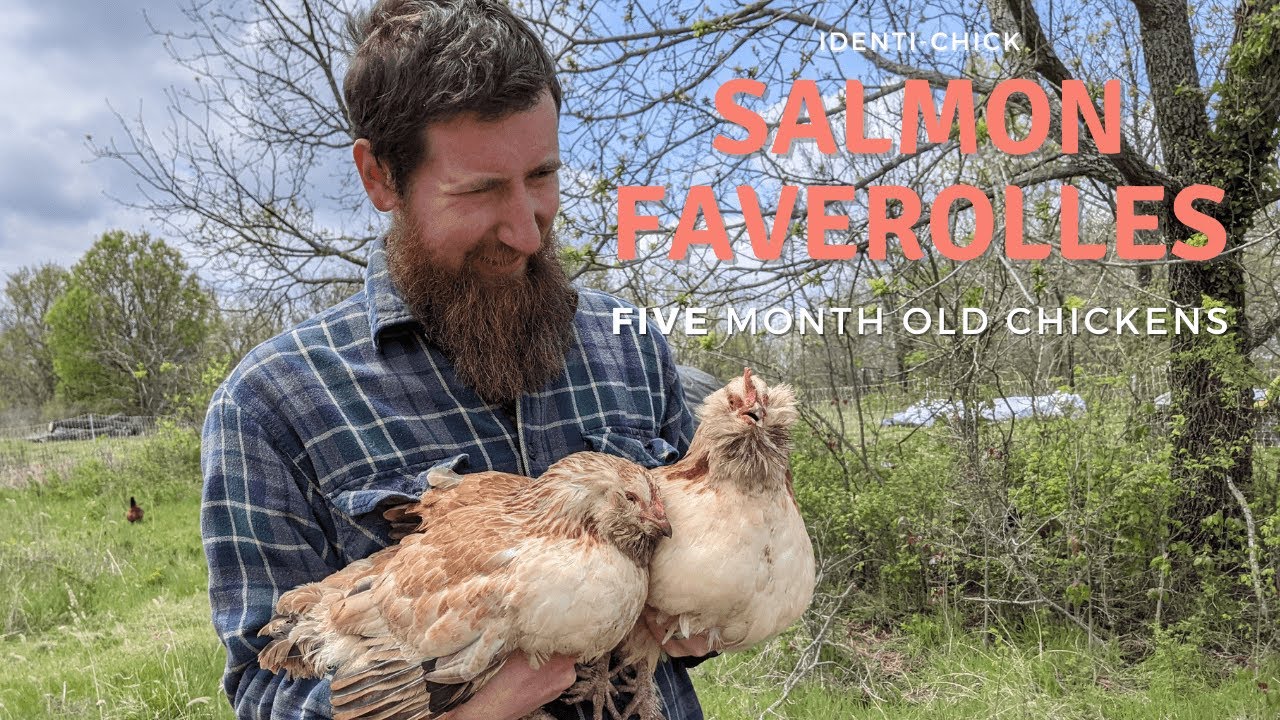 Salmon Faverolles: 5-Month-Old Chickens