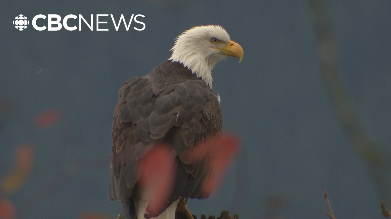 World’s largest bald eagle congregation descends on Harrison Mills