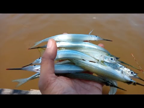 Mancing Ikan Cucut, Orang Pada Ngeliatin Karena Ikan Cucut Unik ...