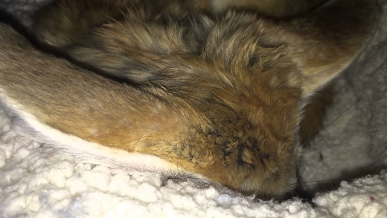Penny the Fennec Fox interrupted from a nap