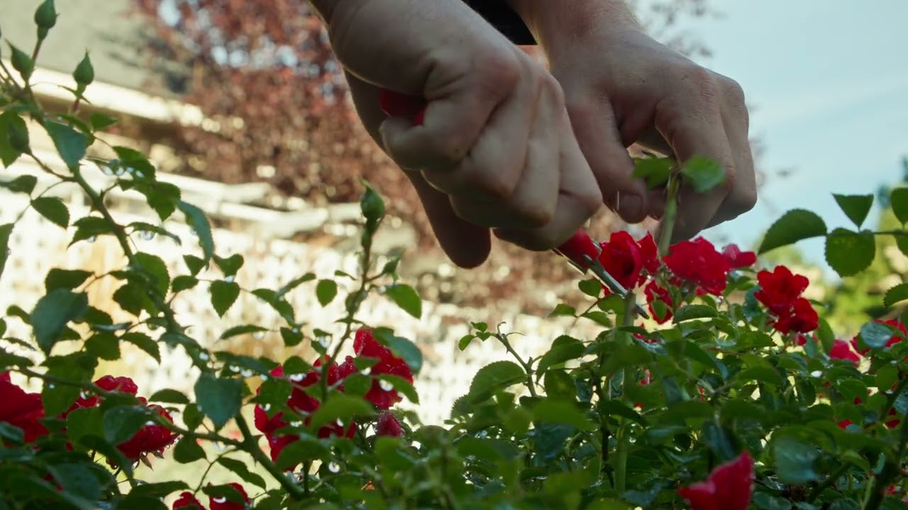 Expert Tree Pruning in Spokane & CDA | Why Local Context Matters