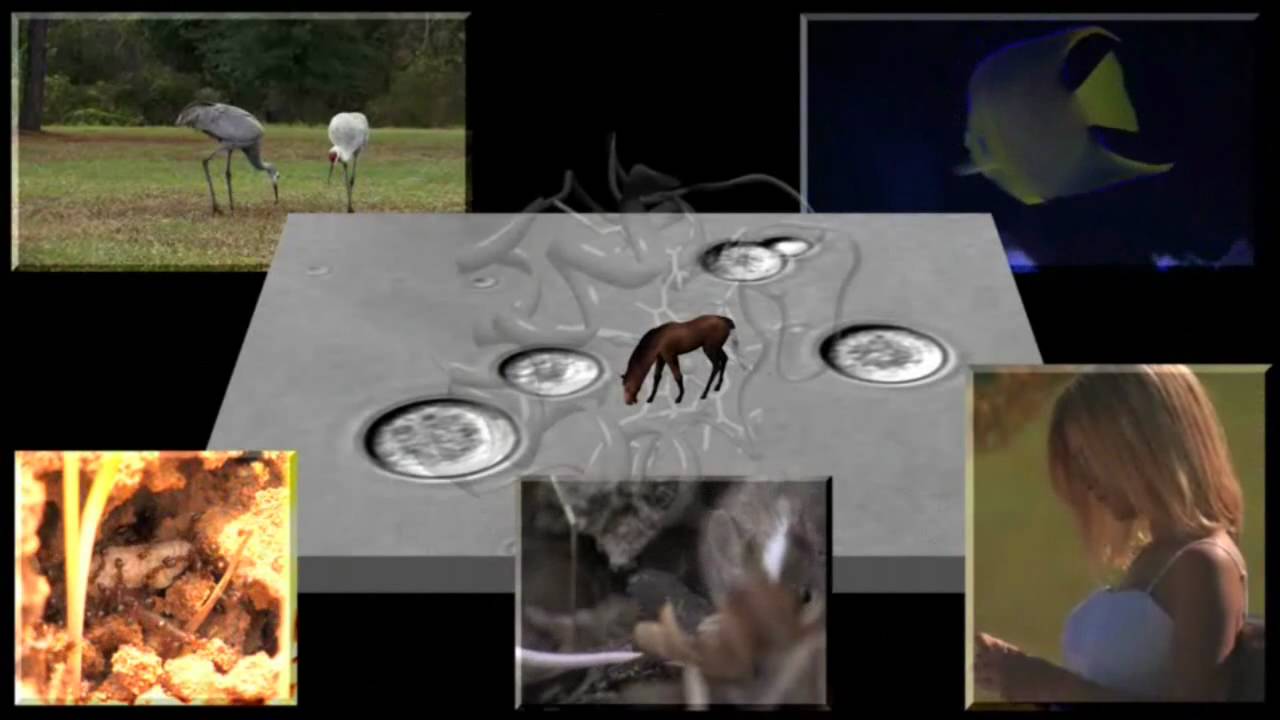 Molecular Evolution: Genes And Proteins