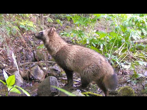 What are Tanuki? Japanese Raccoon Dogs Explained!