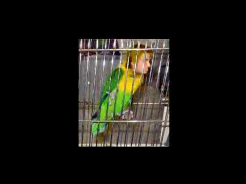 The word is, or is equal to the bird