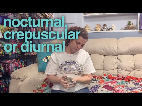 Nocturnal, Crepuscular  or Diurnal | HEDGEHOGS