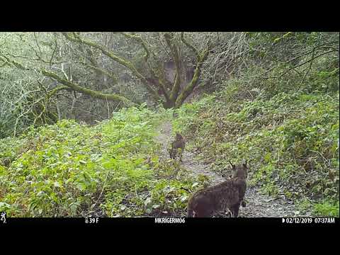 4BobsMKFelidae 02 12 19