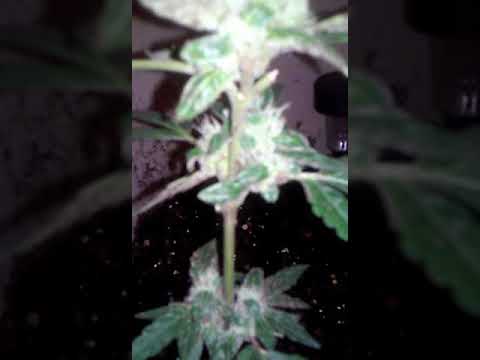 Nova OG