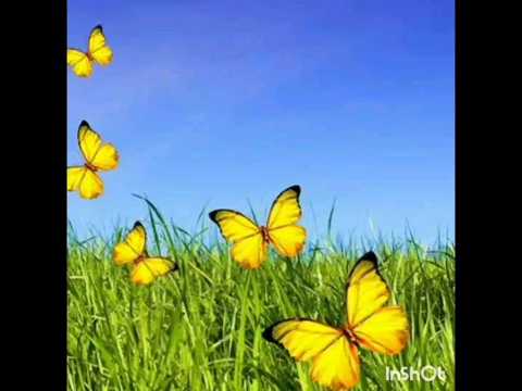 Meaning of yellow Butterfly 🦋🦋🤔#shorts#Ytshorts.