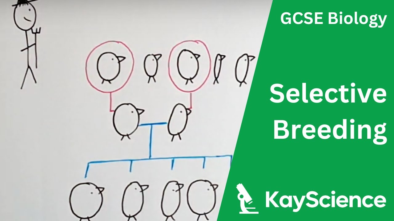 GCSE Biology - Selective Breeding