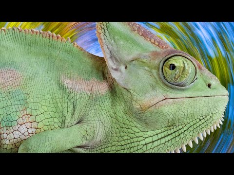 What Is A Veiled Chameleon? - All About Animals