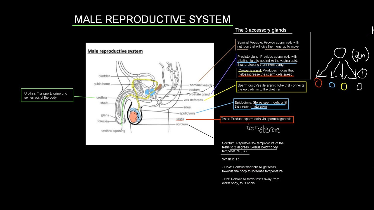 LIFE SCIENCES GRADE 12 | HUMAN REPRODUCTION | MALE & FEMALE REPRODUCTION SYSTEMS | MADE SIMPLE