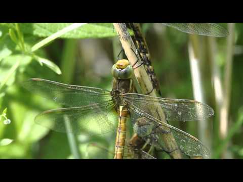 Rare dragonfly back in Cambridgeshire, England | Dear Kitty. Some blog