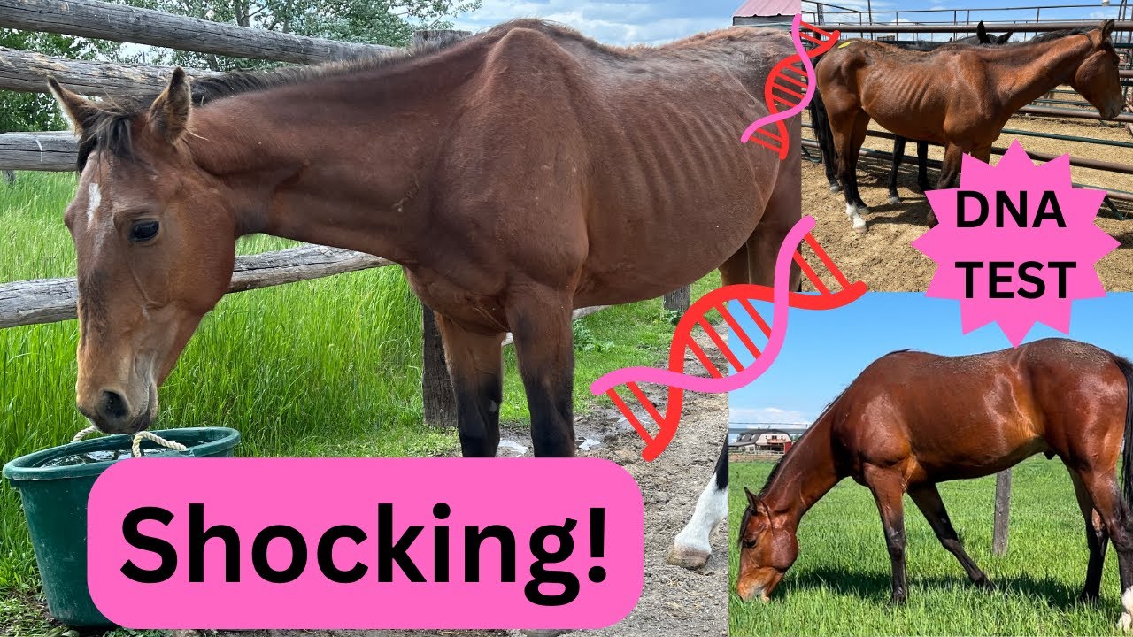 AUCTION rescue horse DNA test REVEALED *** I am SHOCKED! ***
