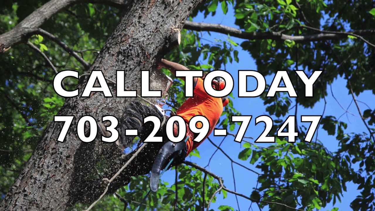 Tree Removal Fairfax VA | Tree Service - Tree Trimming - Tree Pruning | ProArbor