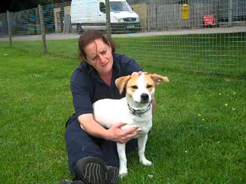 Lilly is a Beagle cross available for rehoming at The Burford Adoption Centre