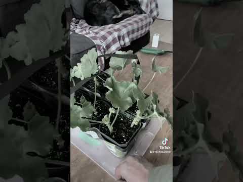 Geranium Propagation: October Update