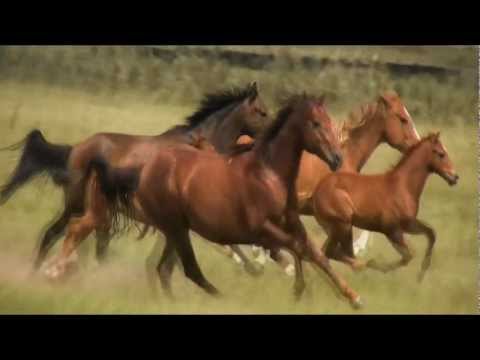 WildlifeReel.m4v