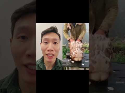 The slang meaning of COW in Chinese Mandarin