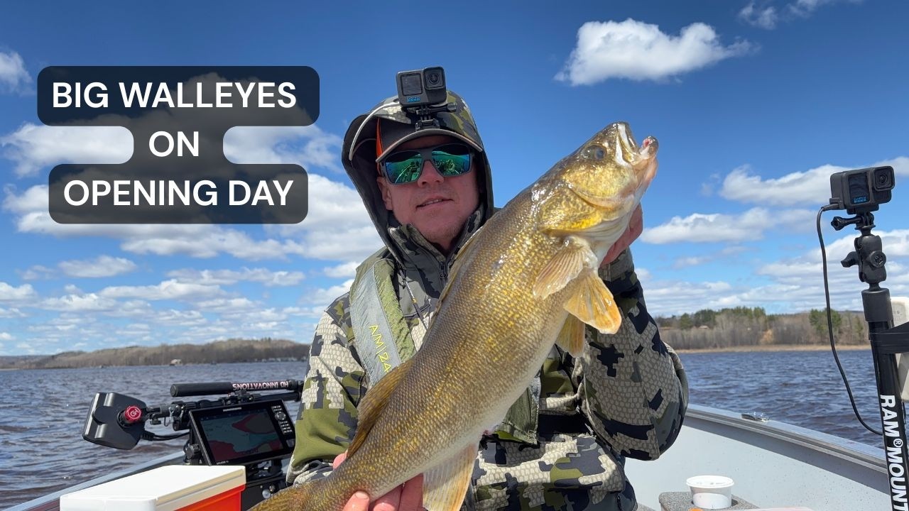 BIG Walleyes in SHALLOW Water!